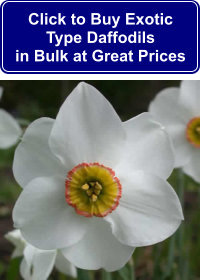 Landing - Daffodil Bulbs in Bulk