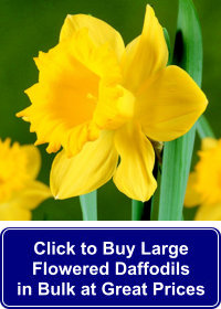 Landing - Daffodil Bulbs in Bulk