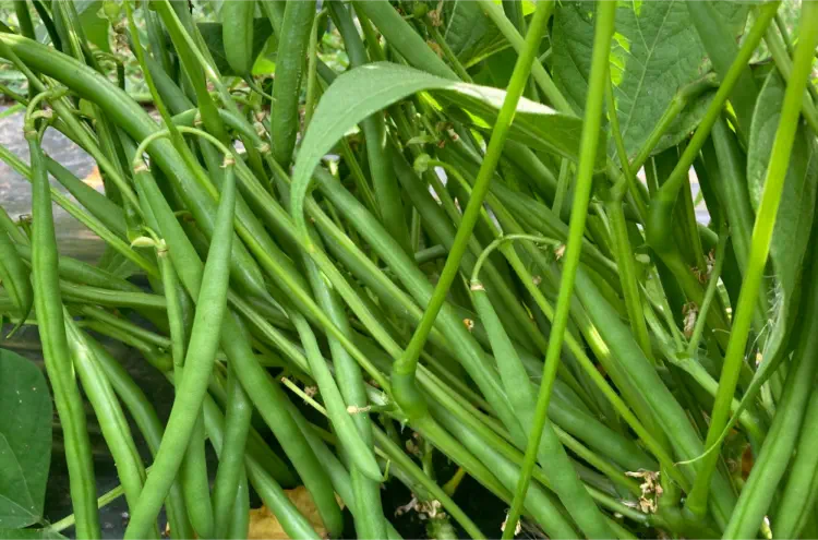 Borlotti Beans Grow Guide: Top Tips for a Big Harvest