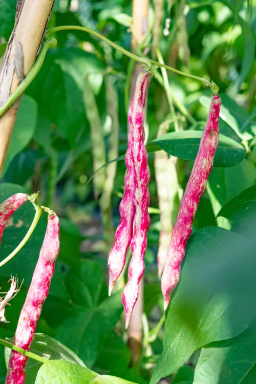 Borlotti Beans Grow Guide: Top Tips for a Big Harvest