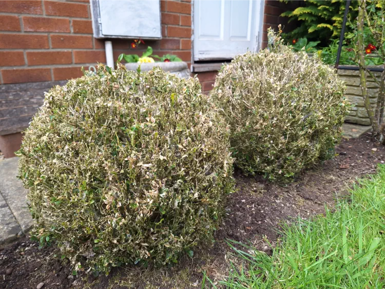 PestWatch: 10 Garden Pests to Look Out for in June