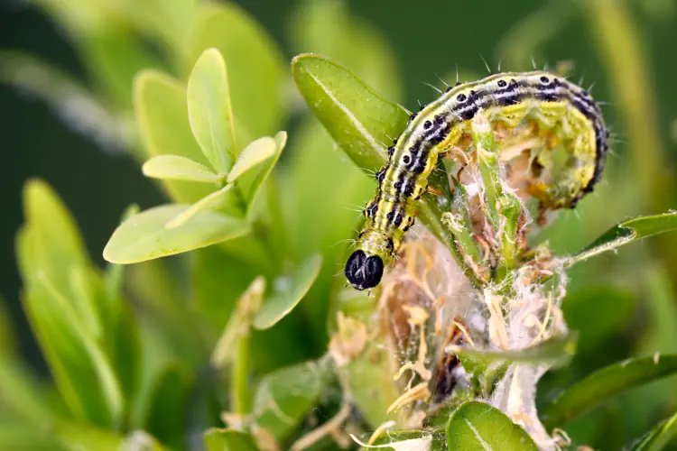 PestWatch: 10 Garden Pests to Look Out for in June