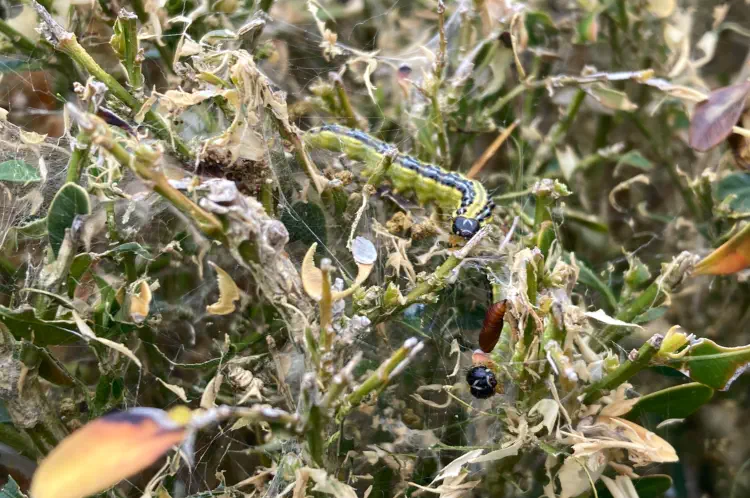What Is Eating My Box Hedge? Box Moth Caterpillar Guide