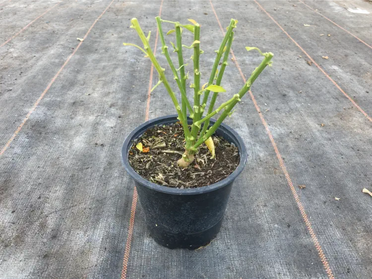 Can I Keep My Chilli Plants Over Winter for Next Year?