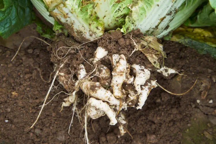 Whats Wrong With My Plants? - 5 plant diseases to look out for in July