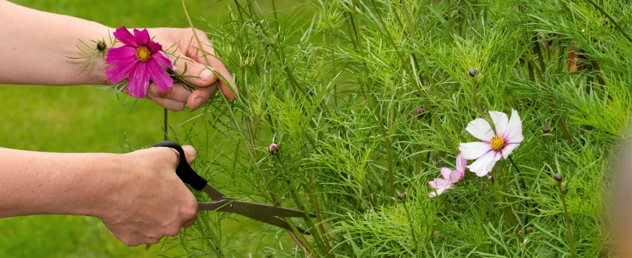 Best Cosmos Seeds To Grow For Cut Flowers