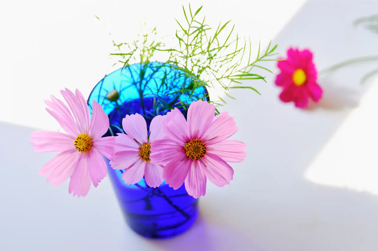 Best Cosmos Seeds To Grow For Cut Flowers