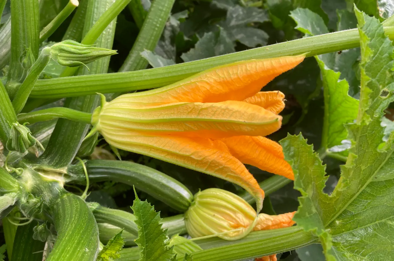 Identifying Male and Female Courgette Flowers: A Gardener’s Guide
