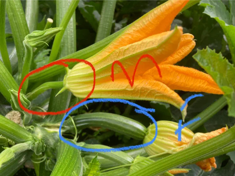 Identifying Male and Female Courgette Flowers: A Gardener’s Guide