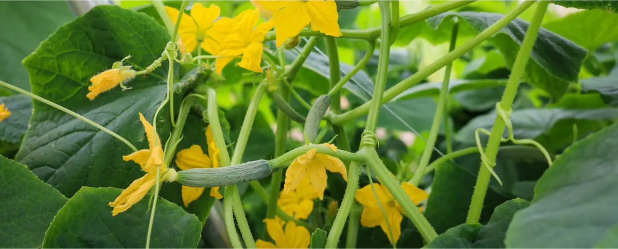 The Best Mini Cucumbers to Grow From Seed
