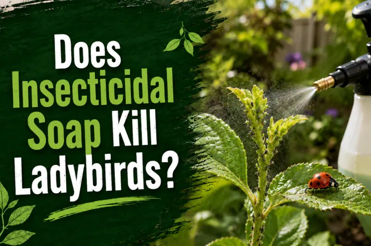 Does Insecticidal Soap Kill Ladybirds? What Gardeners Need to Know