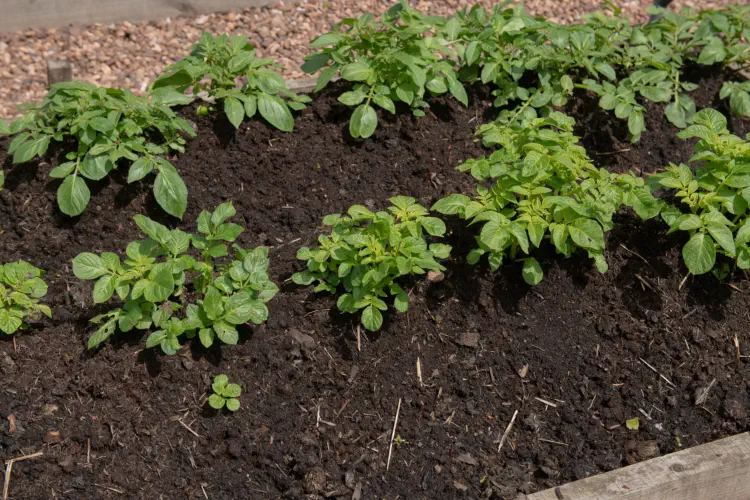 The Essential Guide to Earthing Up Potatoes
