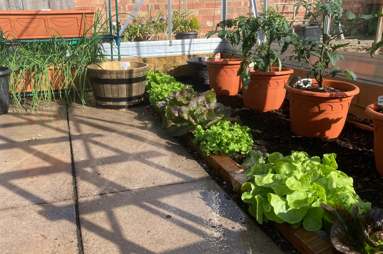 How to Cool a Greenhouse in Hot Weather: Practical Tips