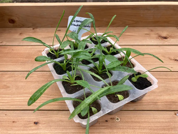 How to Grow Gazanias in Pots and Containers