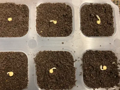 The Cheats guide to Germinating Chillies and Pepper Seeds.