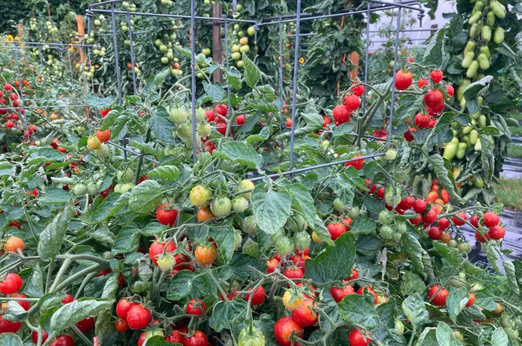 What are the Best Tomatoes to Grow Outdoors in the UK?