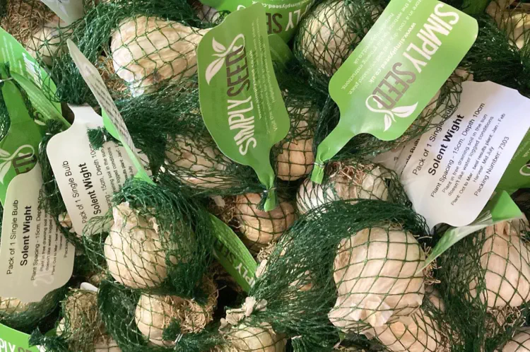 Chilli Pepper Seeds Armageddon