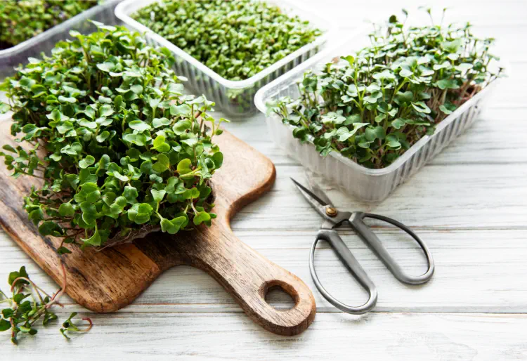 How to Grow Microgreens at Home
