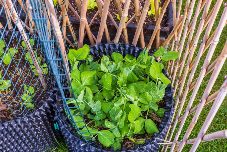 The Ulimate Guide To Growing Peas in Pots and Containers