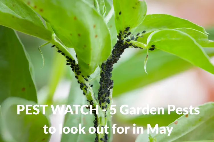 Runner Bean Seeds Enorma