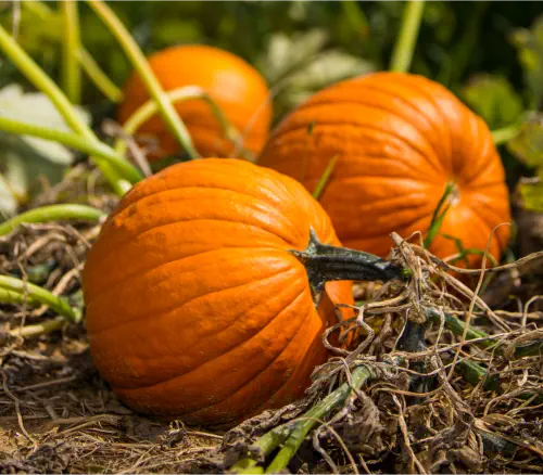 When Are Pumpkins Ready To Harvest?
