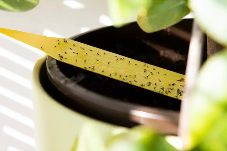 Pest Watch - 5 Garden Pests to look out for in March