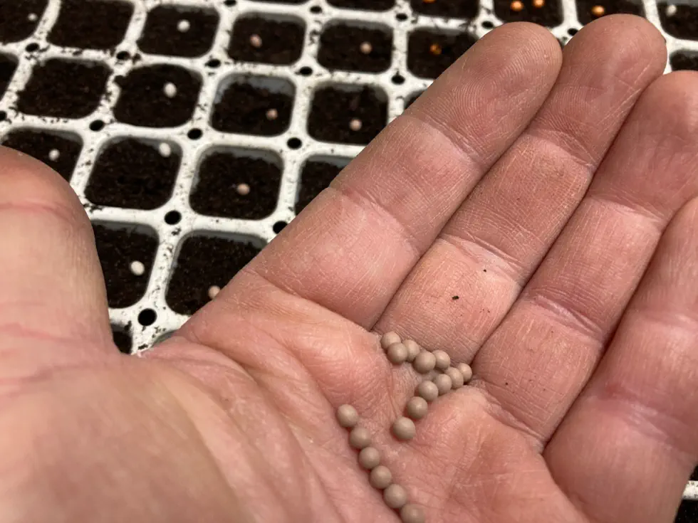 Lettuce Success - Why You Should Use Split Pill Lettuce Seeds