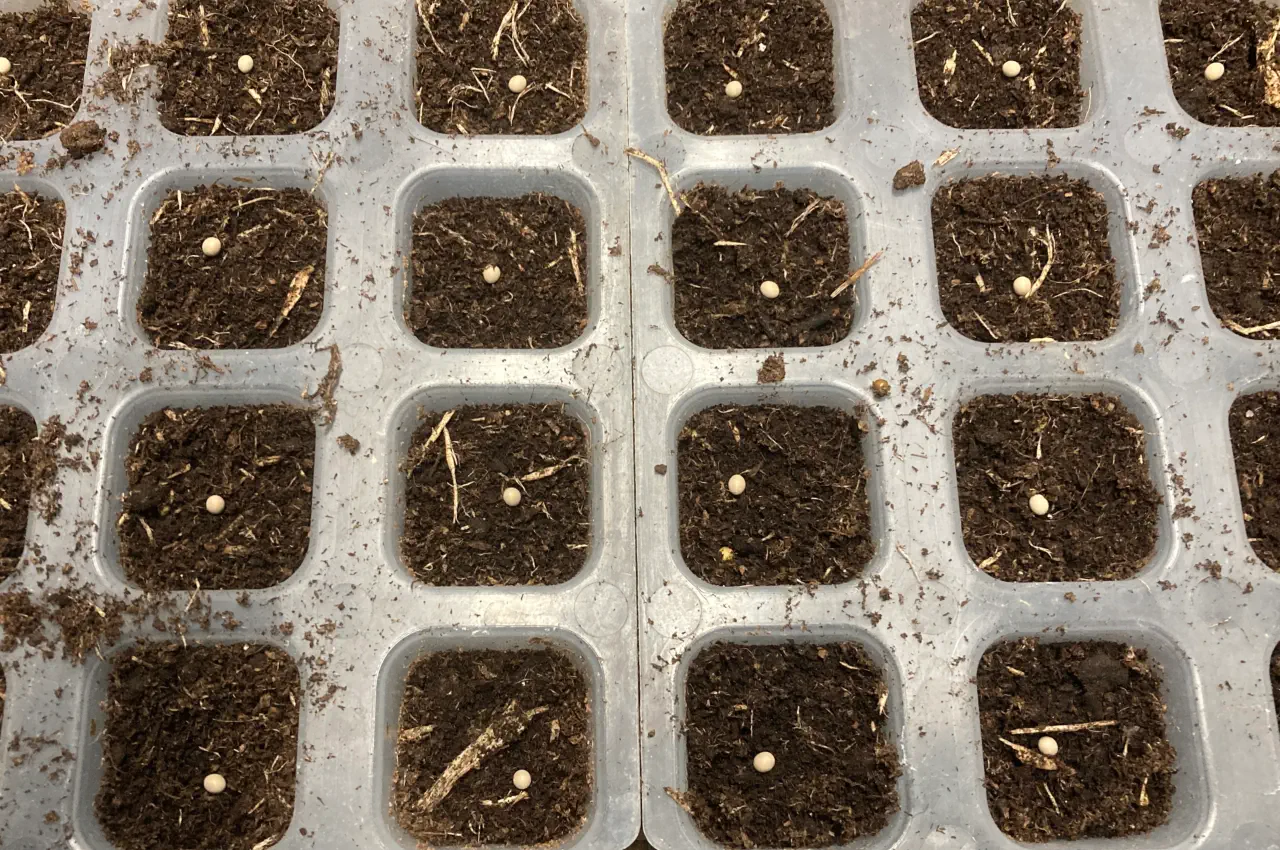 Lettuce Success - Why You Should Use Split Pill Lettuce Seeds