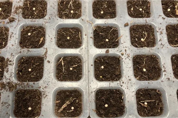 Lettuce Seeds Little Gem - veg seeds