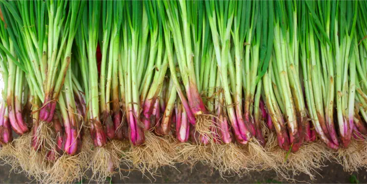 How to Grow Spring Onion from Seeds: Tips for a Continuous Harvest