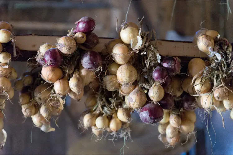 How to store Onions?