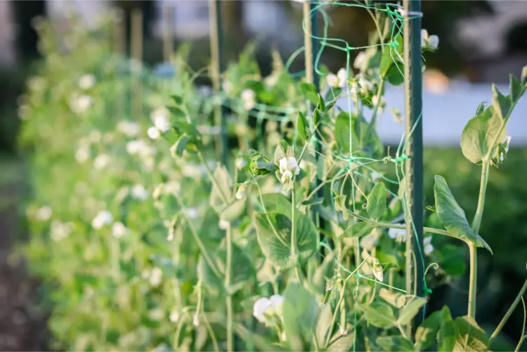 How To Grow Sugar Snap Peas: Tips and Best Seed Varieties