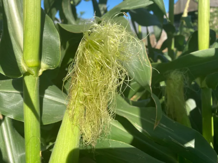 When are Sweetcorn ready to pick?
