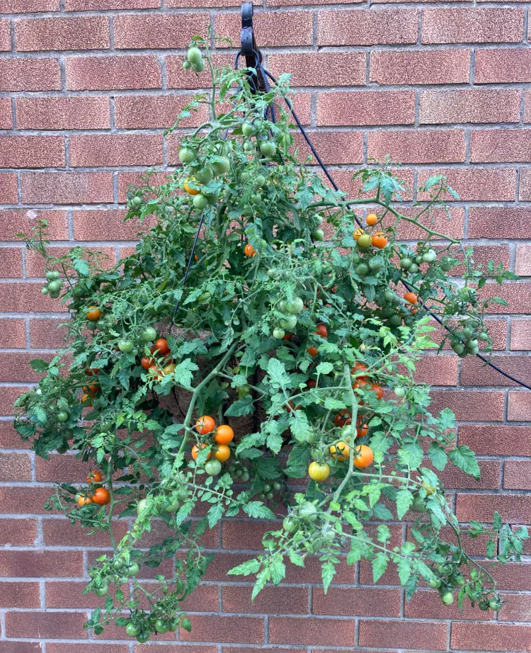 Growing Tomatoes In Hanging Baskets