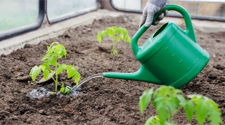 How to Water Your Plants in Hot Weather