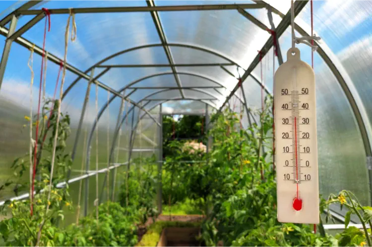 Strawberry Growing Tips: Feeding Your Plants to get more Strawberries