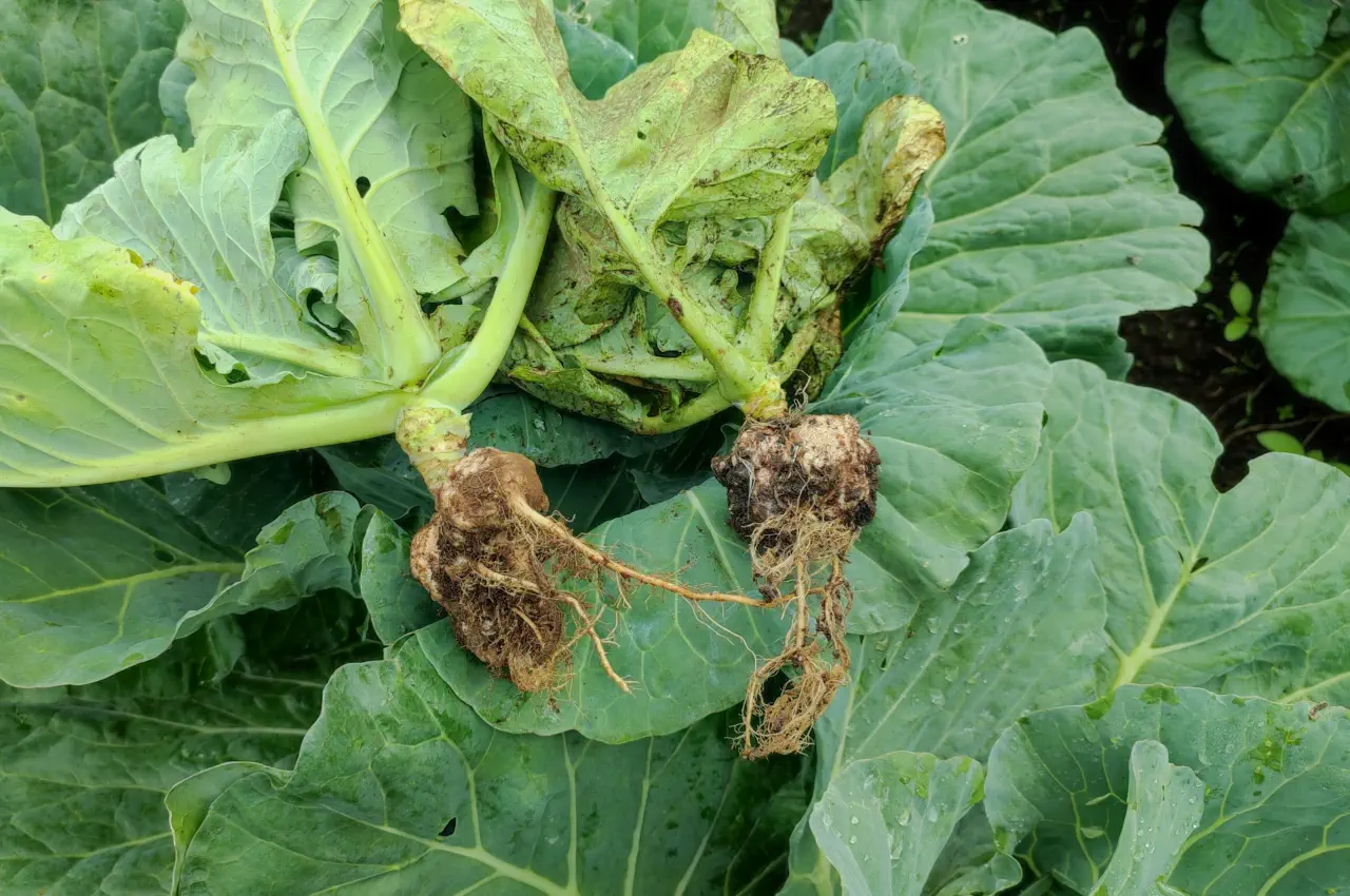 All About Clubroot Resistant Seeds