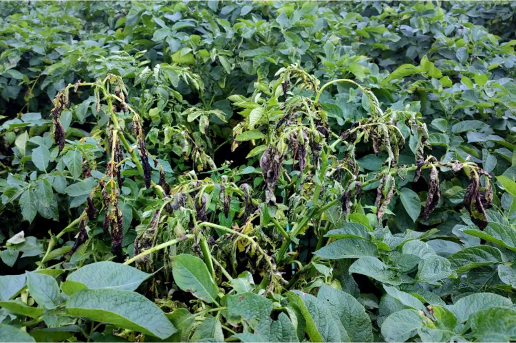 What is Potato Blight? - Symptoms, Prevention and Control.