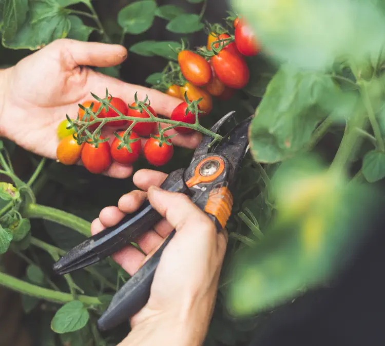 Ready to Eat: When to Pick Tomatoes for Best Flavour