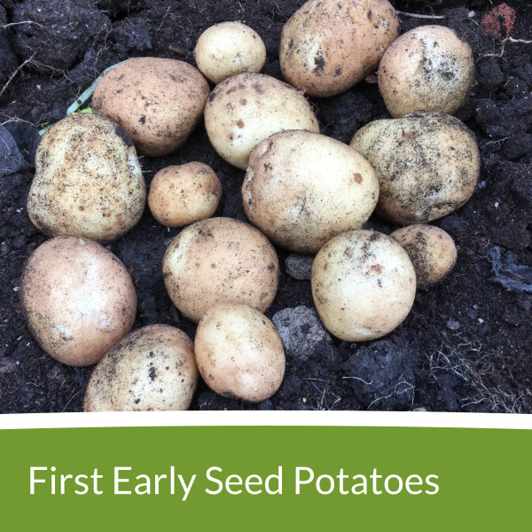 Choose from over 40 varieties of Seed Potatoes at SimplySeed.co.uk