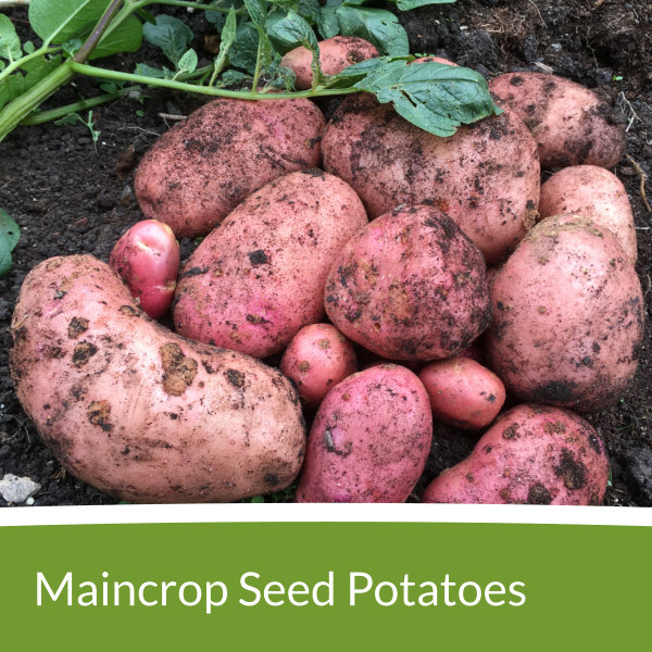 Choose from over 40 varieties of Seed Potatoes at SimplySeed.co.uk