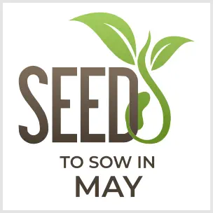 Mini Cucumber Seeds Baby. F1 miniature variety.