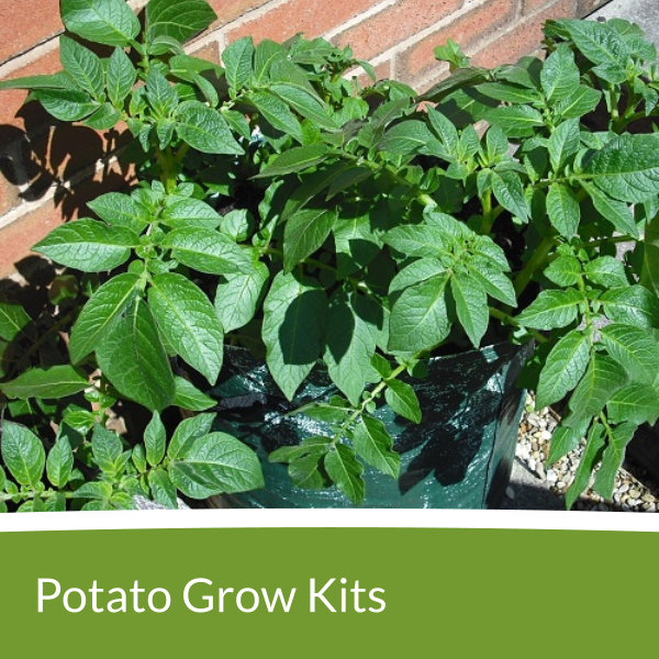 Choose from over 40 varieties of Seed Potatoes at SimplySeed.co.uk