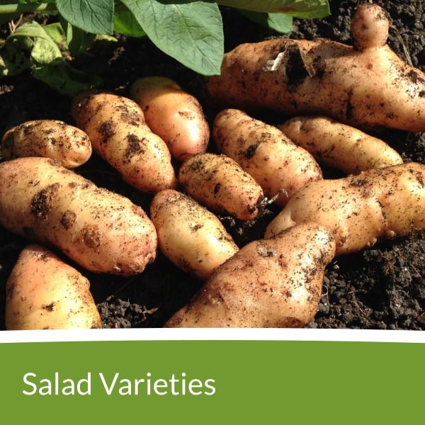 Choose from over 40 varieties of Seed Potatoes at SimplySeed.co.uk