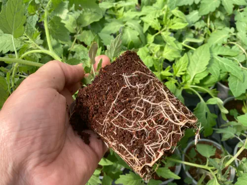 CocoBoost 75L Peat Free All Purpose Compost