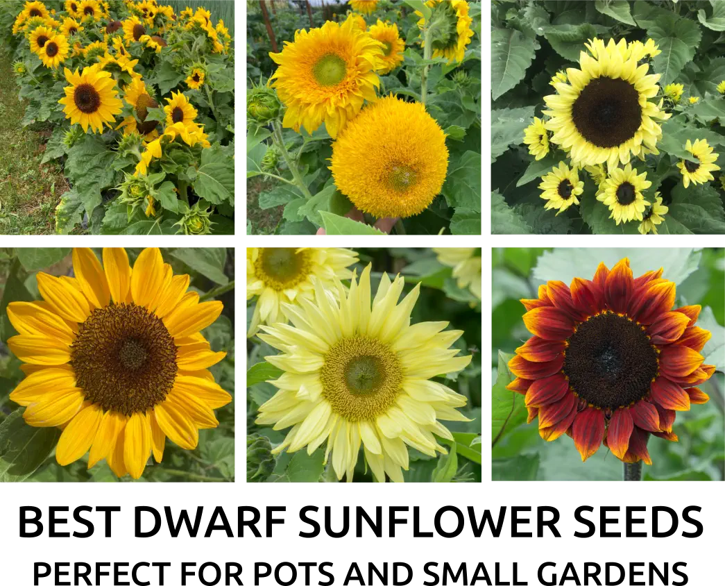 What Seeds to Sow in April - Vegetables, Herbs, and Flowers that be ...