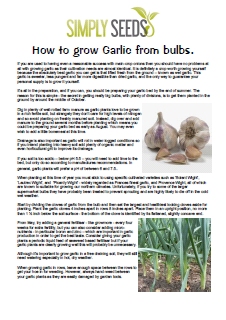 Garlic Bulbs for Planting