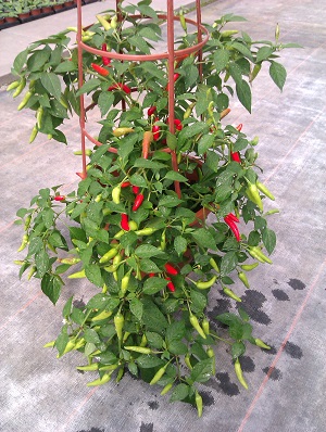 Chilli Apache Seeds Hot Chilli Pepper Variety for Growing at Home