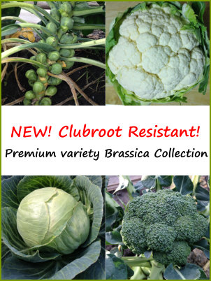 Buy Vegetable Seeds, Flower Seeds, Sweet Pea Seed, Potato Seeds online ...