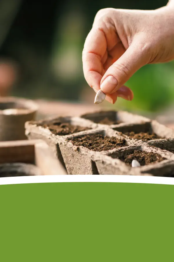 Buy Vegetable Seeds, Flower Seeds and Potato Seeds online from only 59p pkt